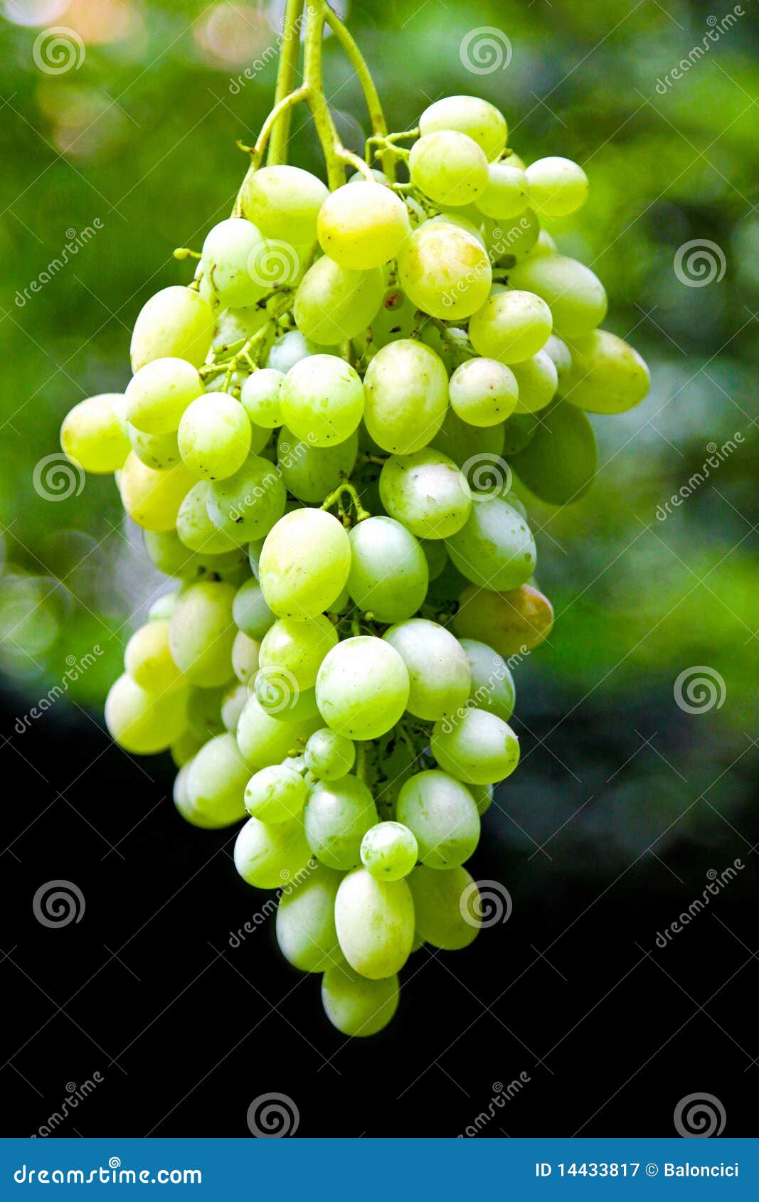 Grapevine stock image. Image of vineyard, farming, agriculture - 14433817