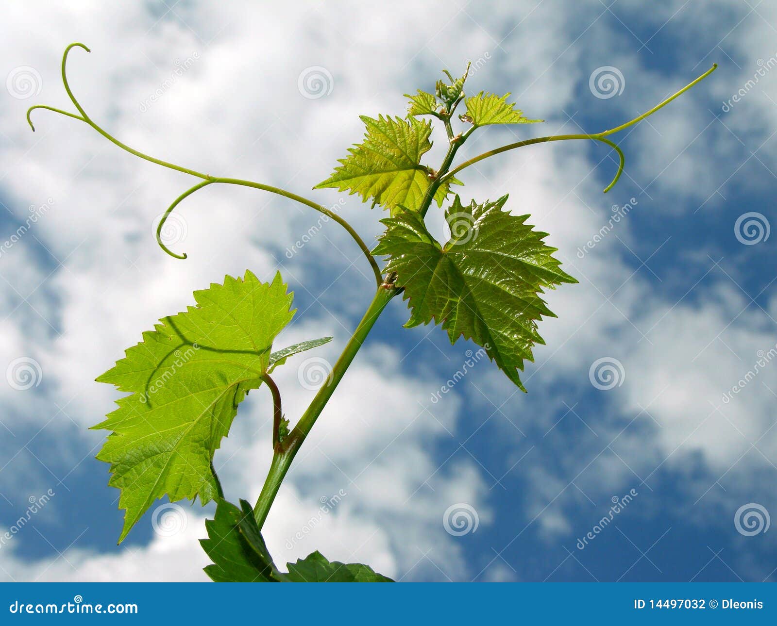 Grapevine stock photo. Image of fruit, gardening, leaves - 14497032