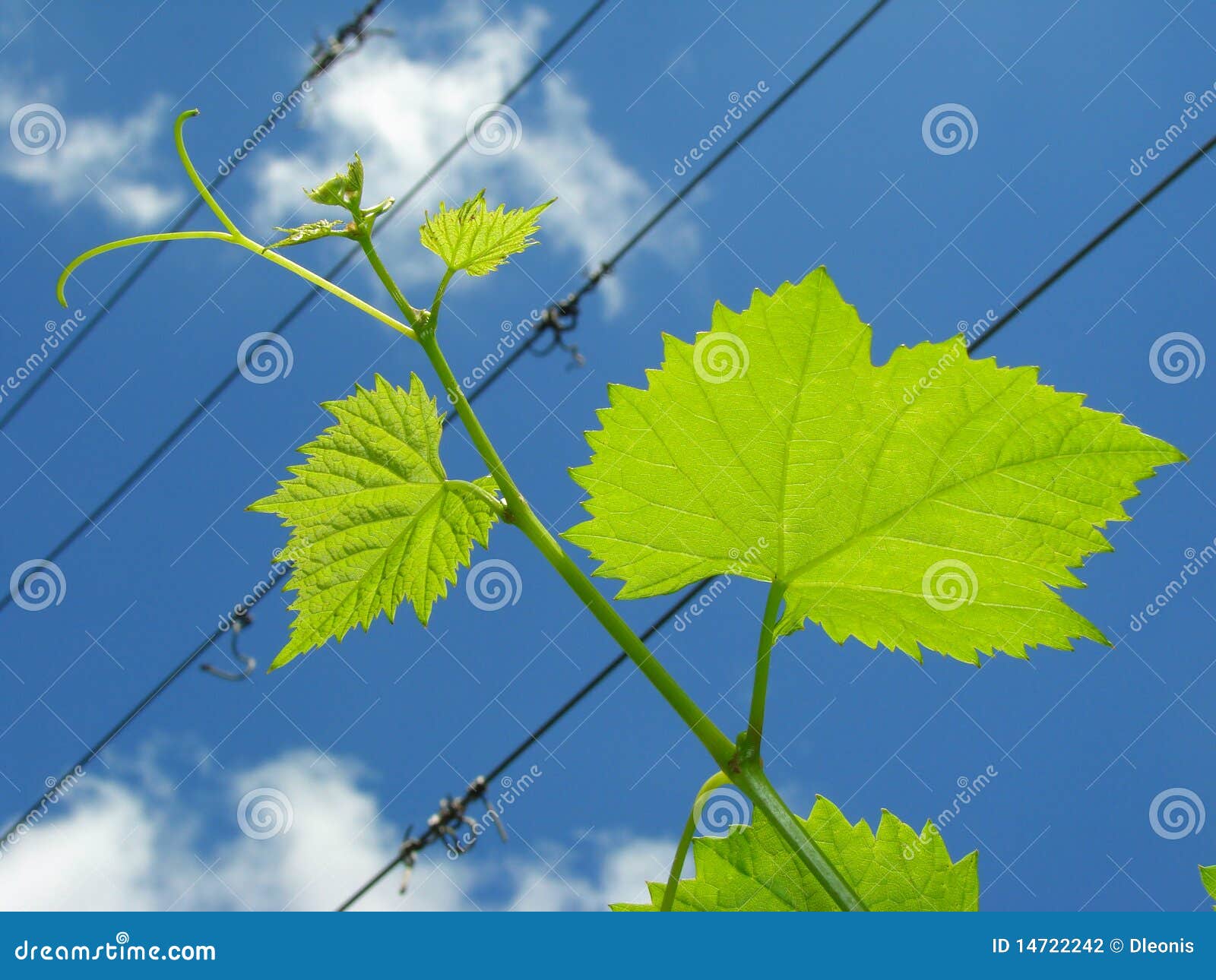 Grapevine stock photo. Image of agriculture, nature, grow - 14722242