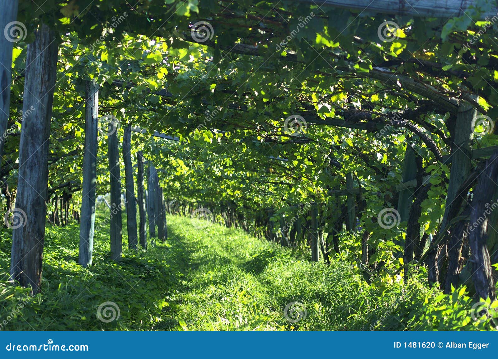 Grapevine stock photo. Image of france, farm, vine, vinery - 1481620