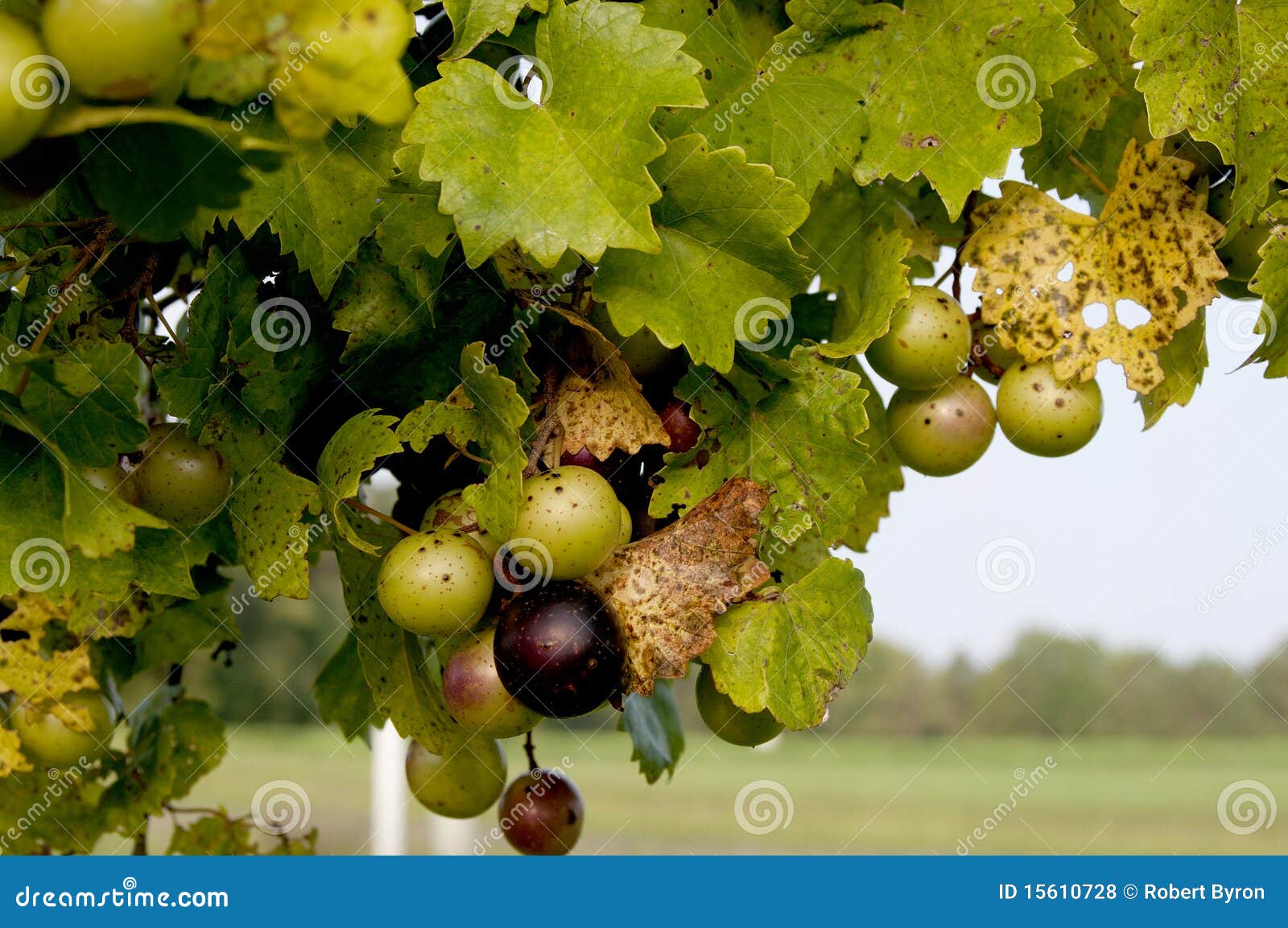 Grapevine stock photo. Image of leaves, field, bunch - 15610728