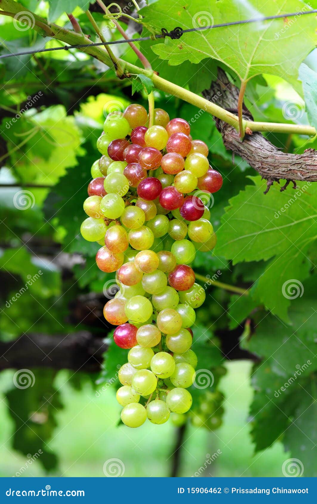 Grapevine stock photo. Image of growing, vineyard, ferment - 15906462
