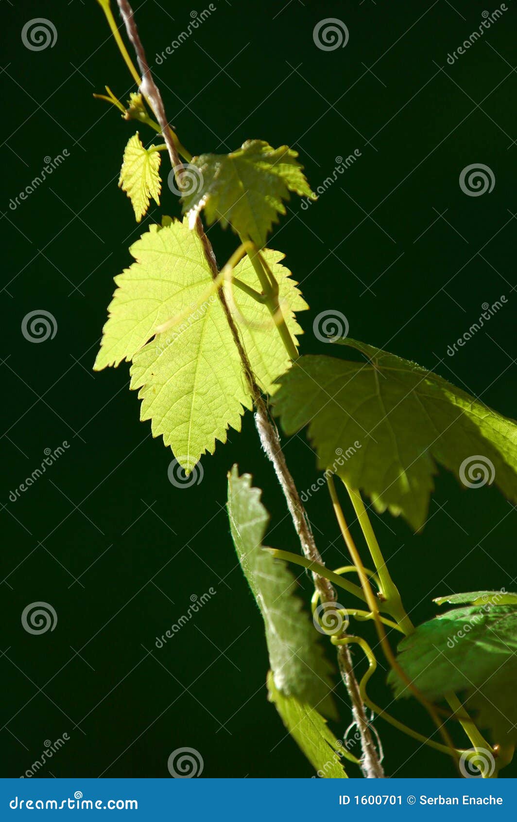 Grapevine stock image. Image of outside, branch, vitaceae - 1600701
