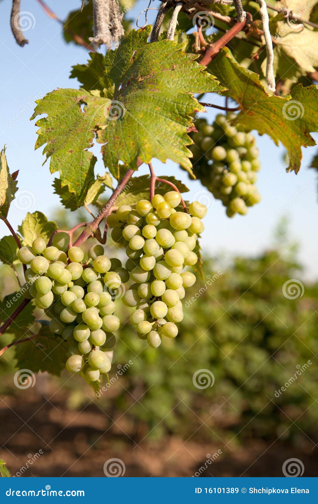 Grapevine stock image. Image of foliage, leaf, bright - 16101389