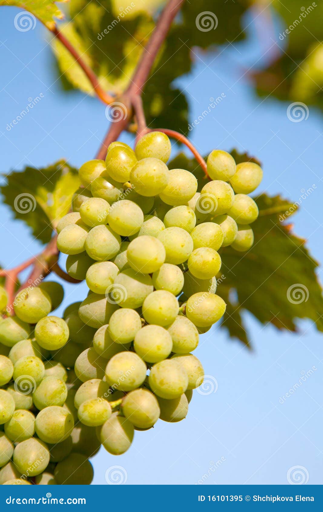 Grapevine stock image. Image of foreground, close, sweet - 16101395