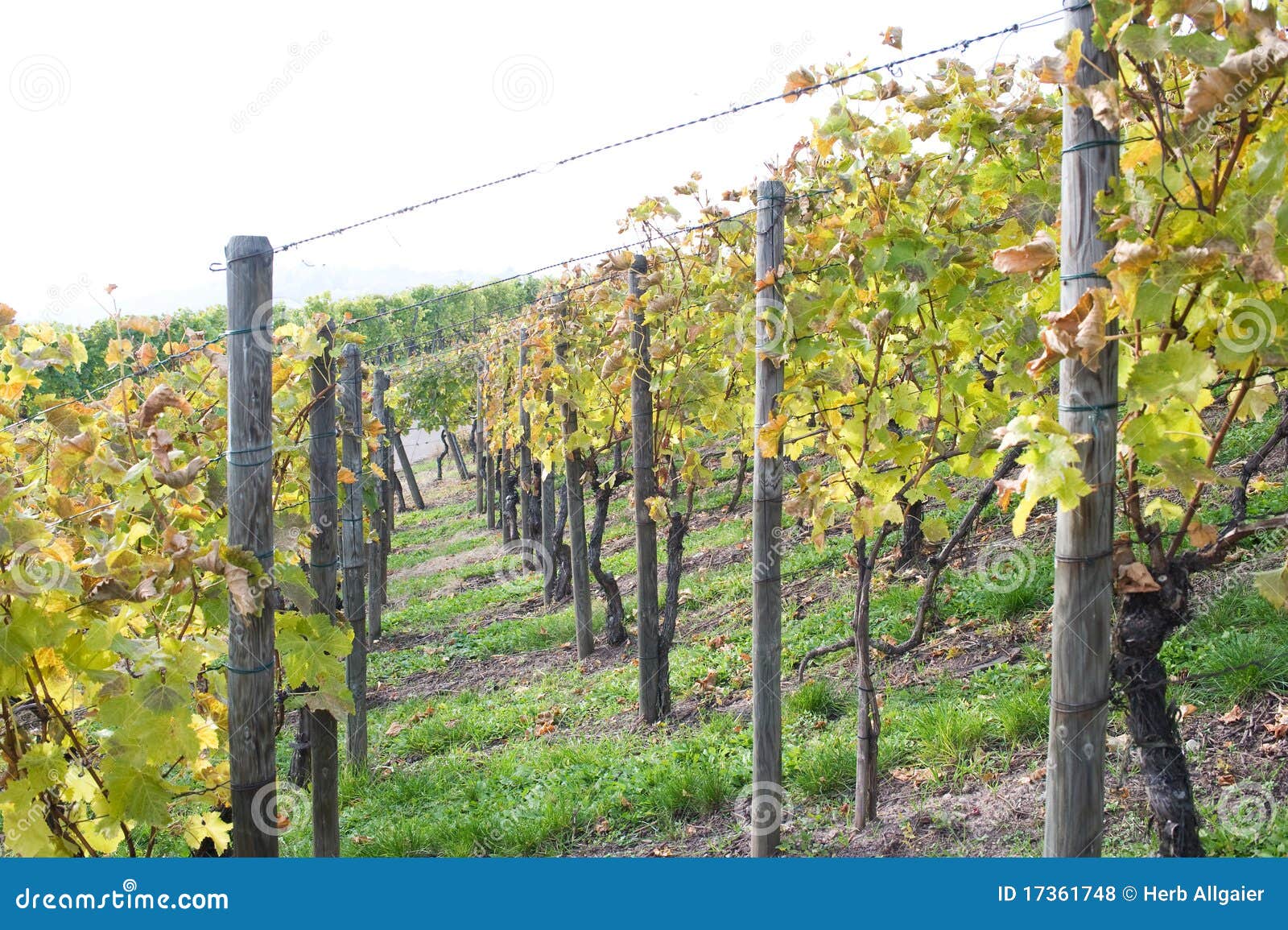 Grapevine stock photo. Image of colored, nature, vineyard - 17361748