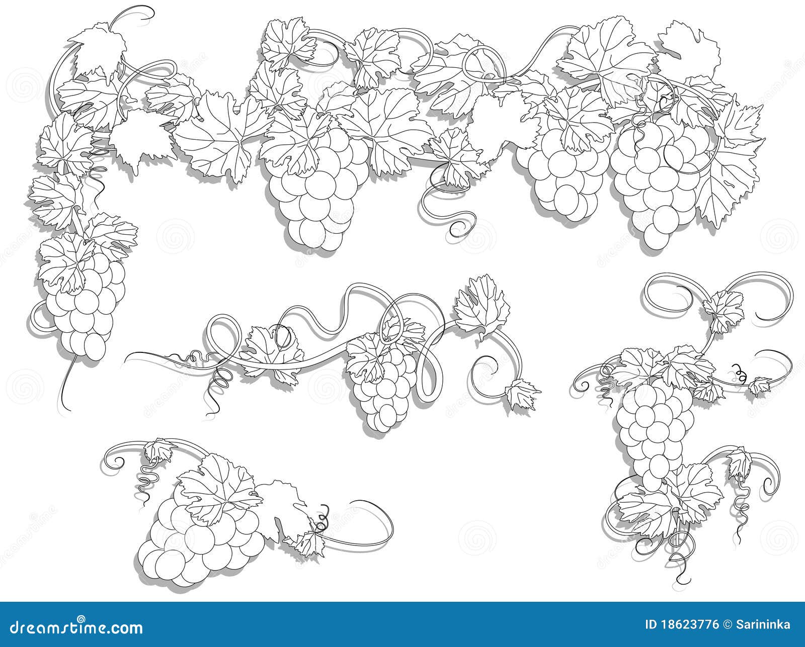 Grapevine stock vector. Illustration of graphic, vine - 18623776