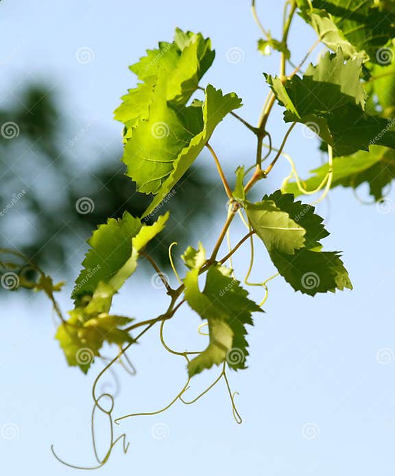 Grapevine stock photo. Image of grow, foliage, harvest - 1986610