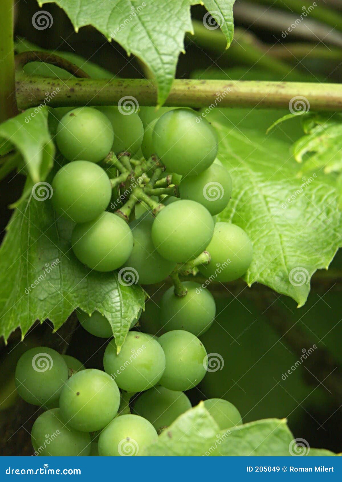 Grapevine stock image. Image of fresh, leaf, grapevine - 205049