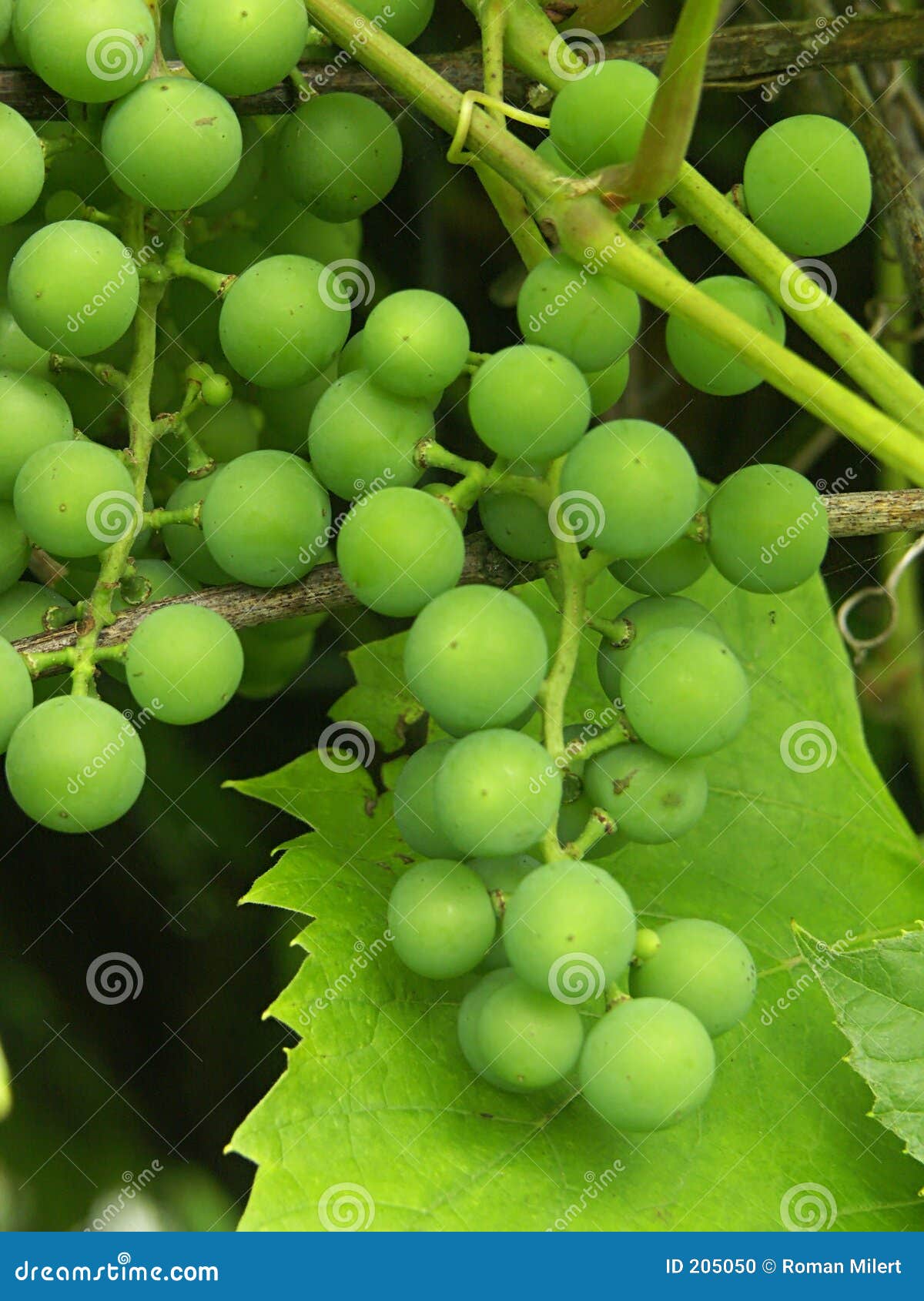 Grapevine stock photo. Image of juicy, leaf, branch, fresh - 205050