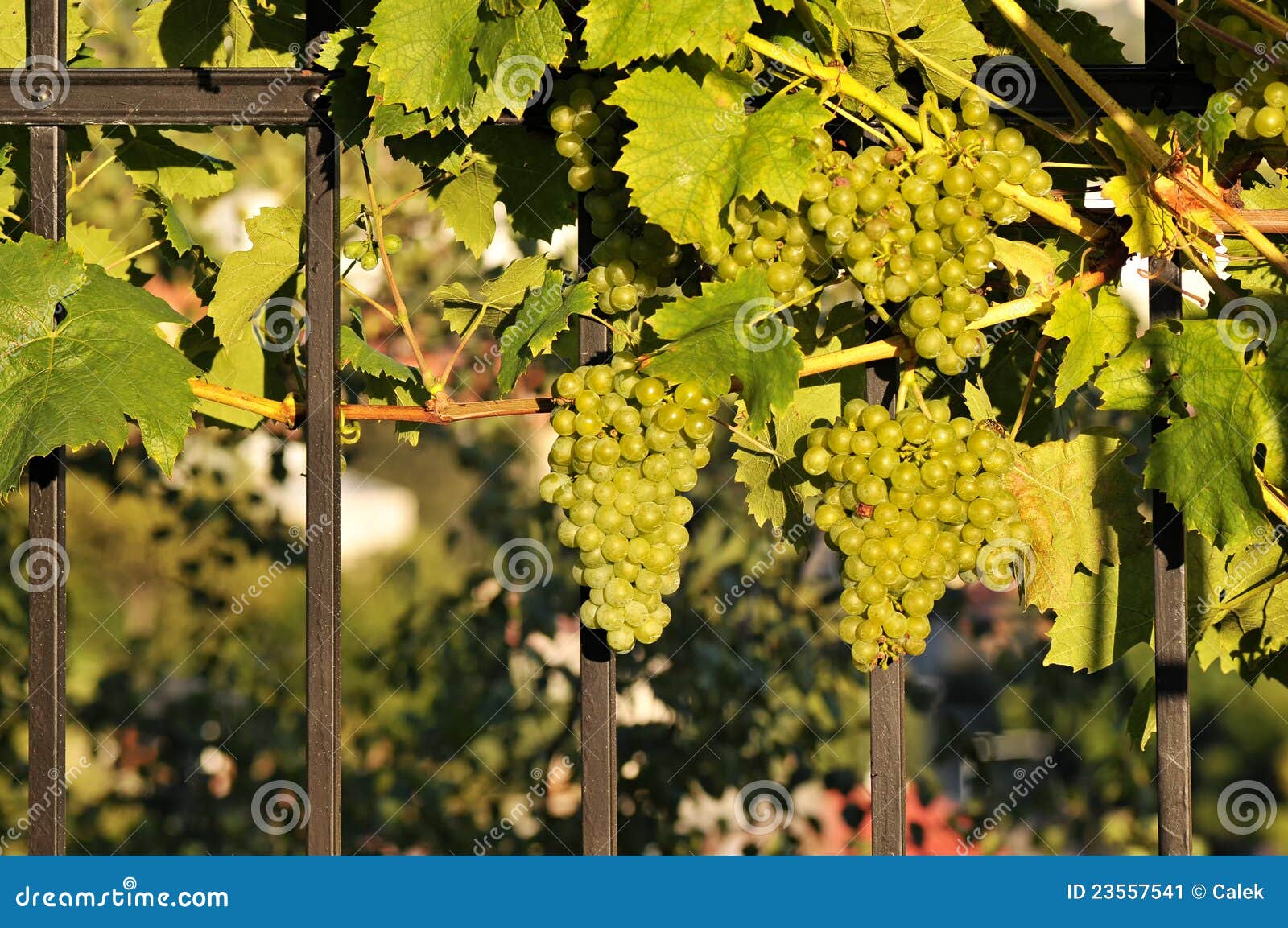 Grapevine stock image. Image of beauty, macro, green - 23557541