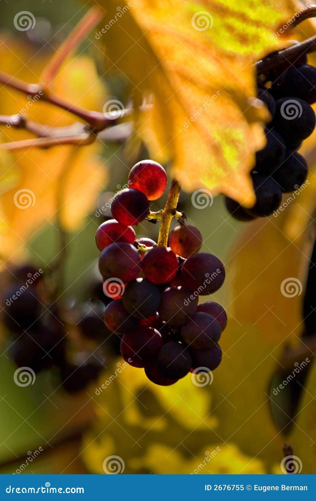 Grapevine stock image. Image of grapevine, juicy, grapes - 2676755