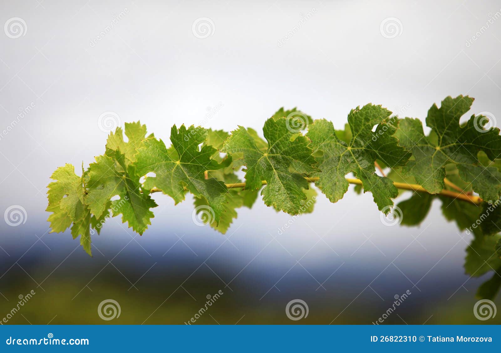 Grapevine stock photo. Image of europe, moravia, grow - 26822310