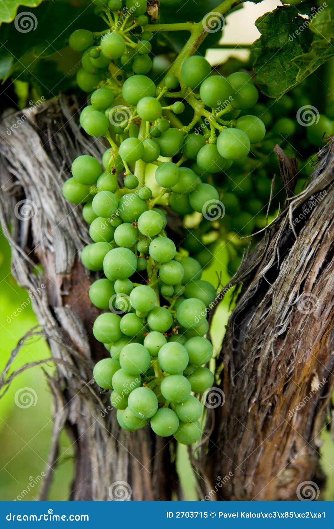 Grapevine stock image. Image of grapery, vineyard, white - 2703715