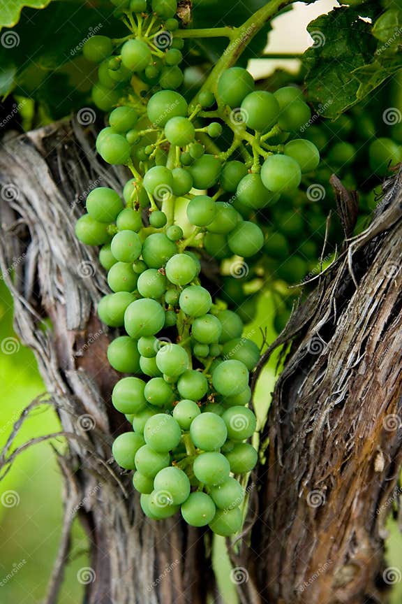 Grapevine stock image. Image of grapery, vineyard, white - 2703715