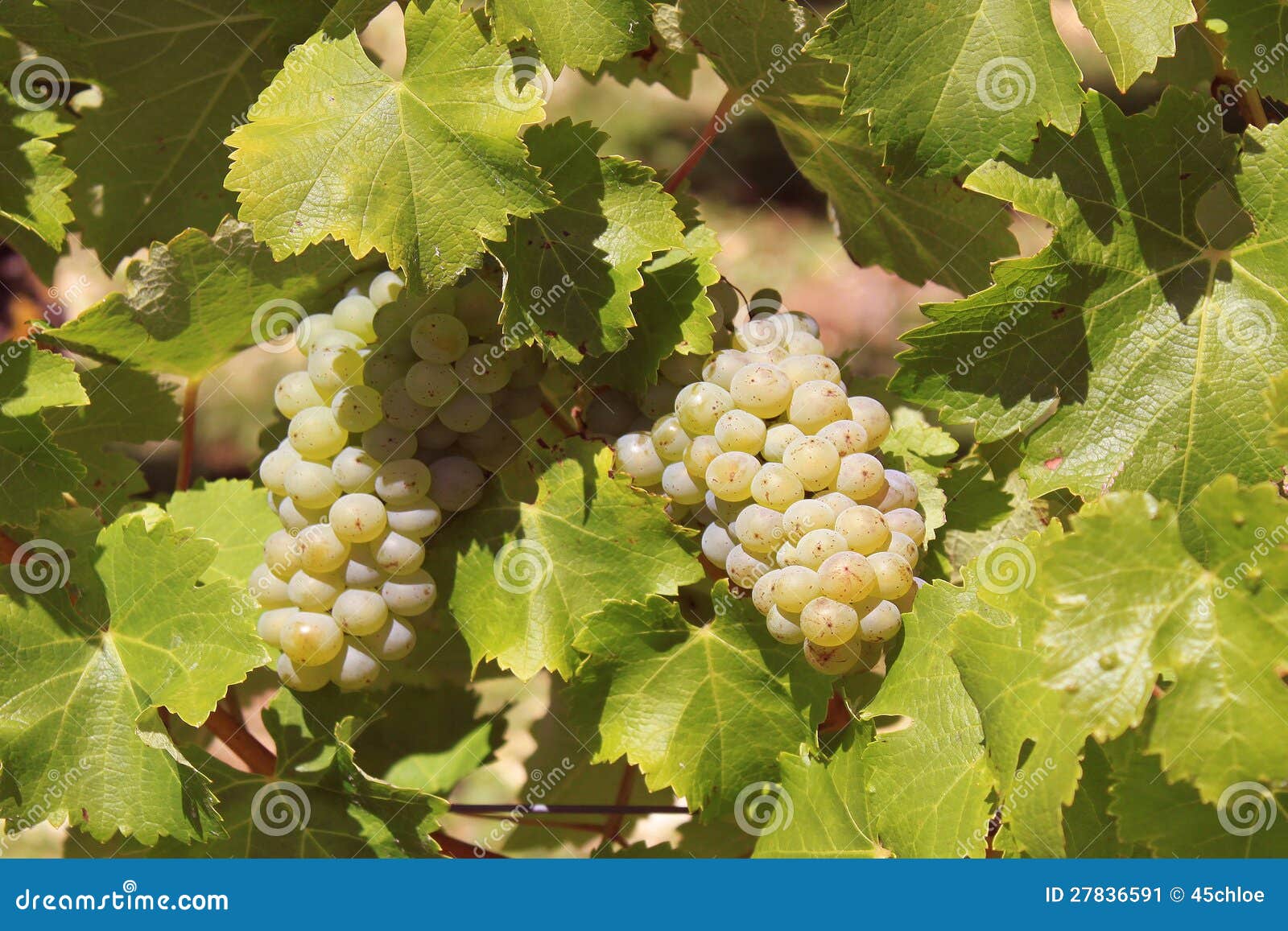 Grapevine stock image. Image of viniculture, viticulture - 27836591