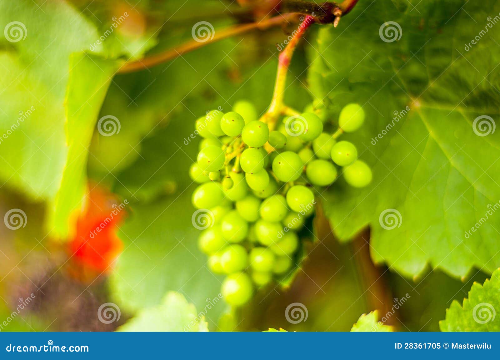 Grapevine stock image. Image of grape, background, agriculture - 28361705