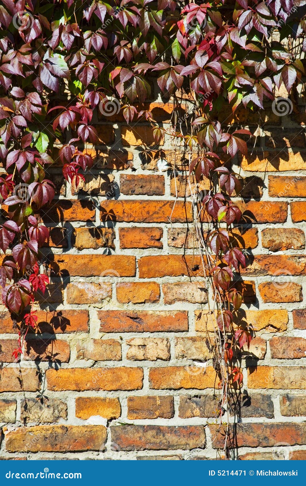 Grapevine stock image. Image of grape, grapes, wine, bricks - 5214471