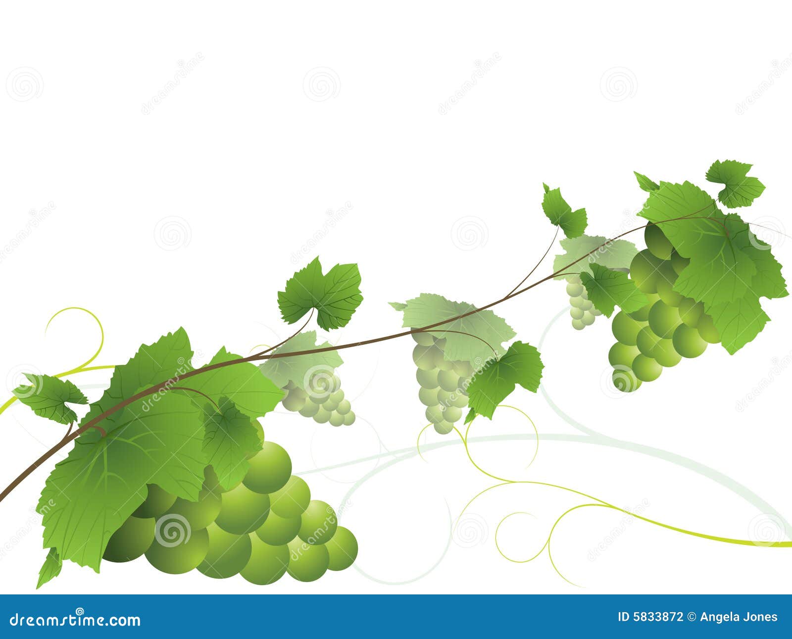 Grapevine stock vector. Illustration of fresh, space, decoration - 5833872