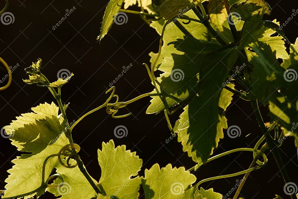 Grapevine stock image. Image of young, shadow, grape, floral - 7178385