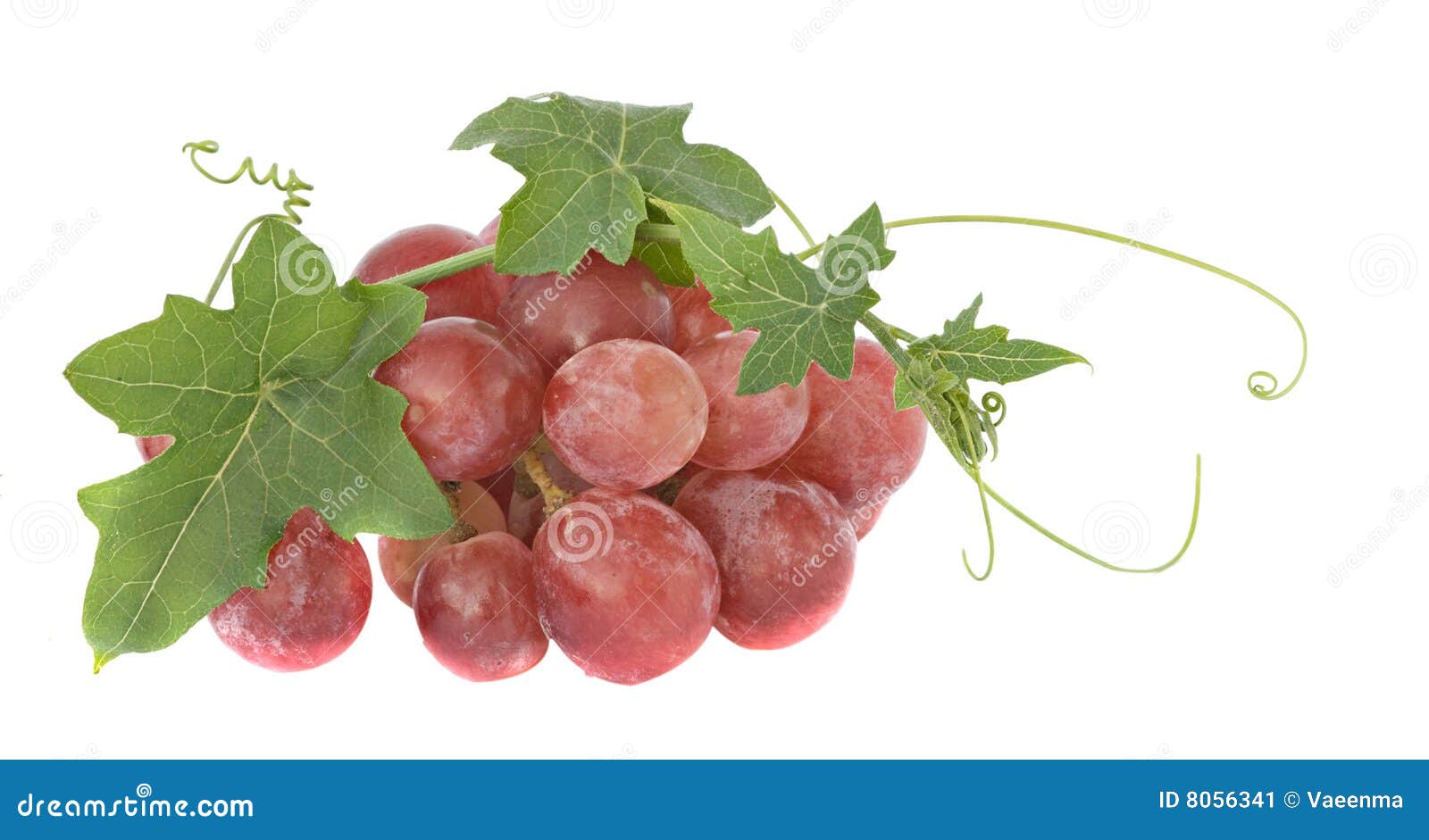 Grapevine stock image. Image of vitamin, fruit, white - 8056341