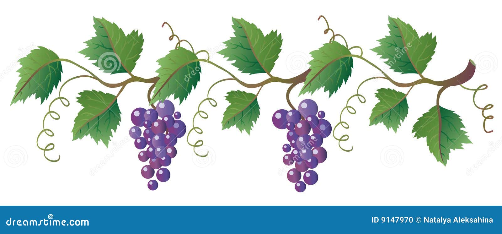 Grapevine stock vector. Illustration of vector, grape - 9147970