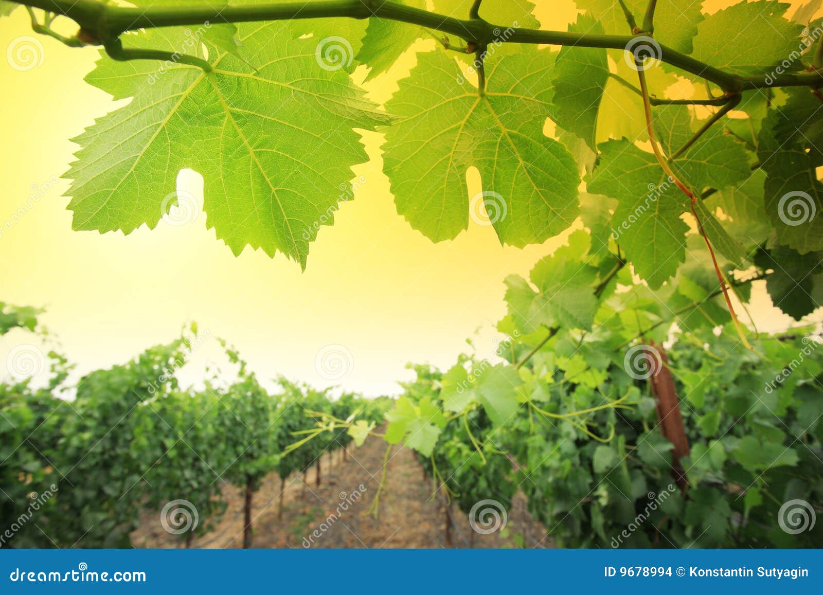Grapevine stock photo. Image of garden, farm, idyllic - 9678994