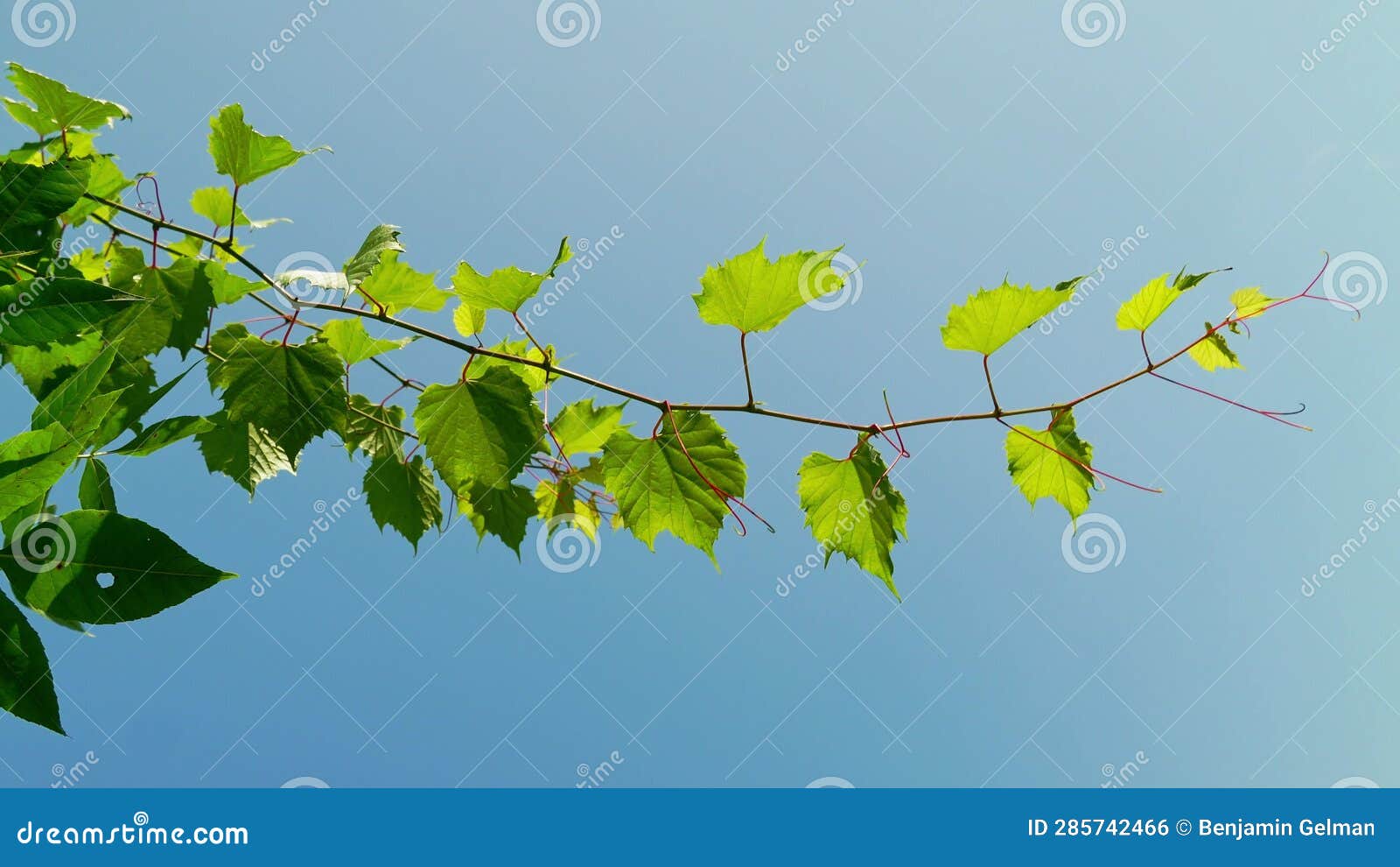 Grapevine against blue sky stock footage. Video of clouds - 285742466