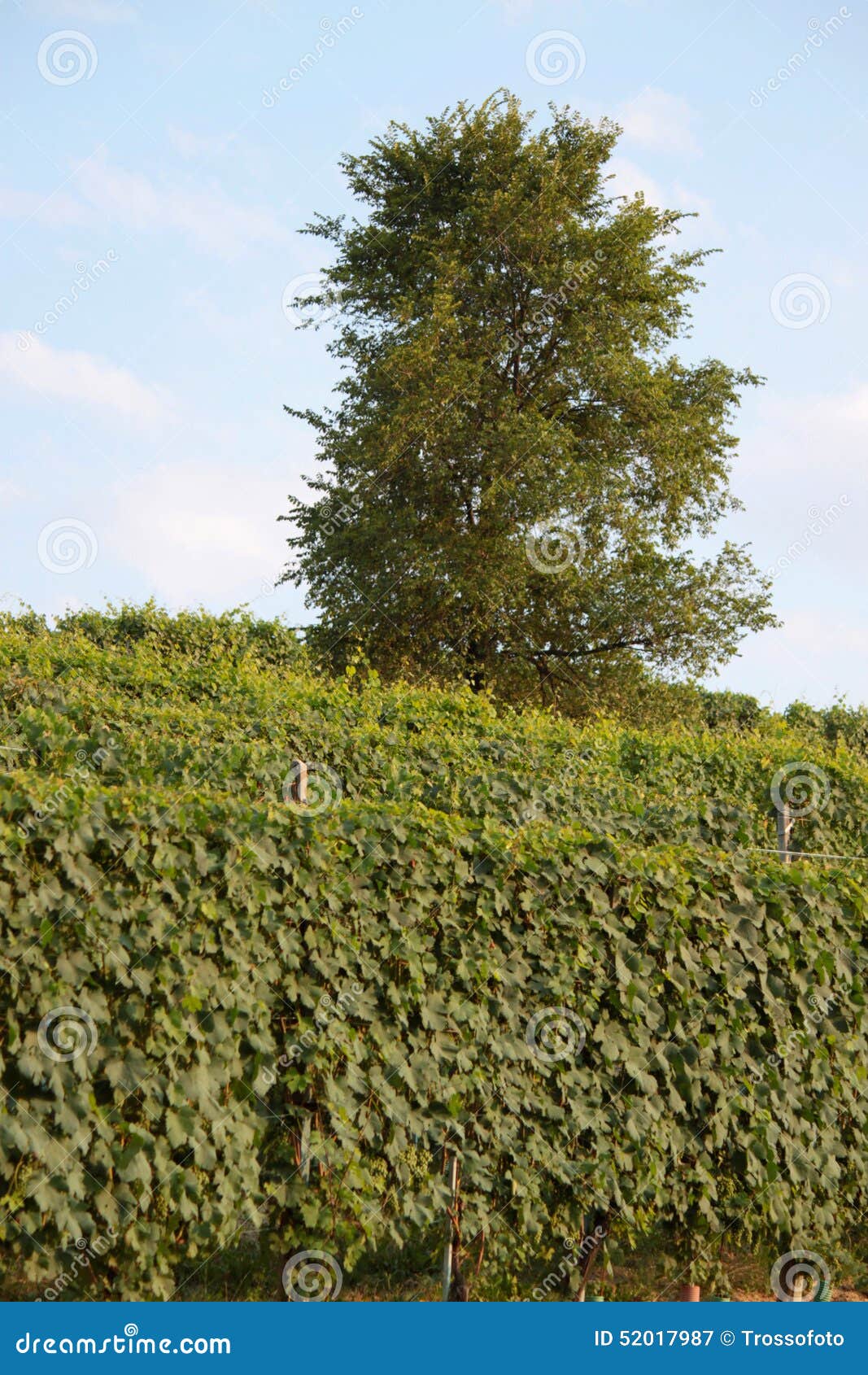 Grapevine stock image. Image of agriculture, cultivation - 52017987