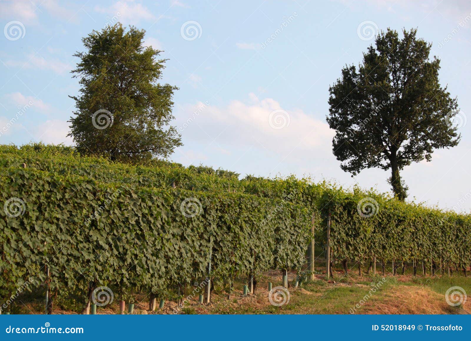 Grapevine stock image. Image of wine, agriculture, lines - 52018949