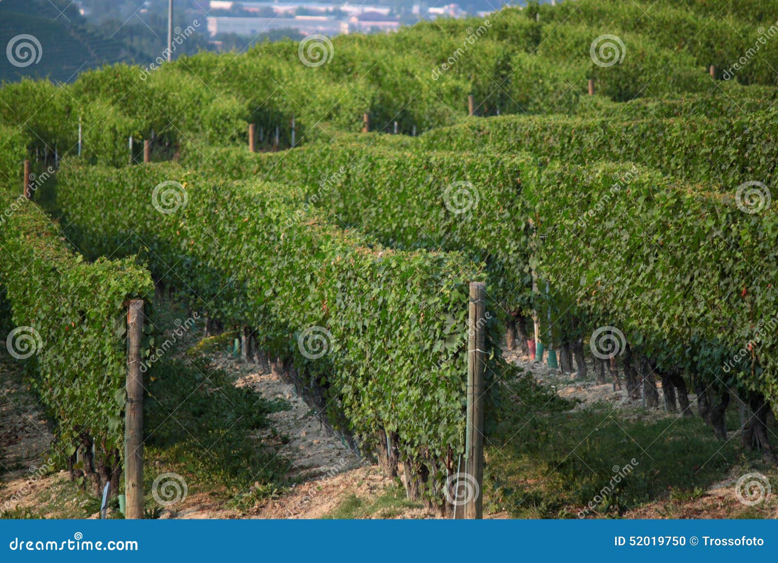 Grapevine stock photo. Image of cultivation, langhe, season - 52019750