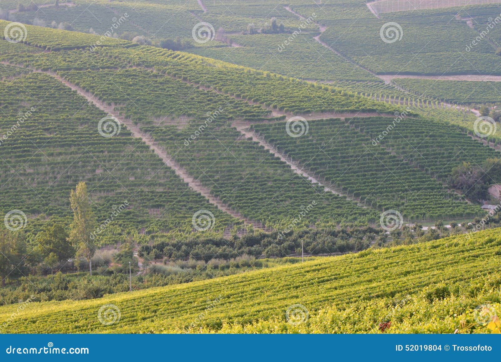 Grapevine stock photo. Image of blue, italy, grapevine - 52019804