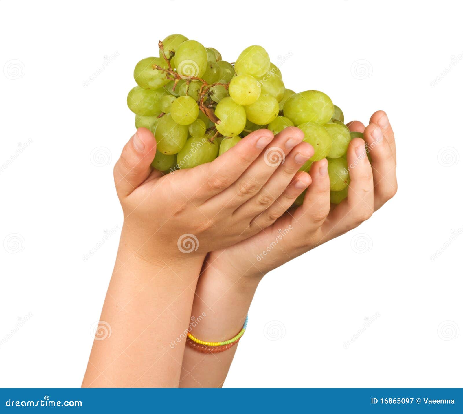 Grapevine As a Gift of Agriculture Stock Image - Image of grapevine ...