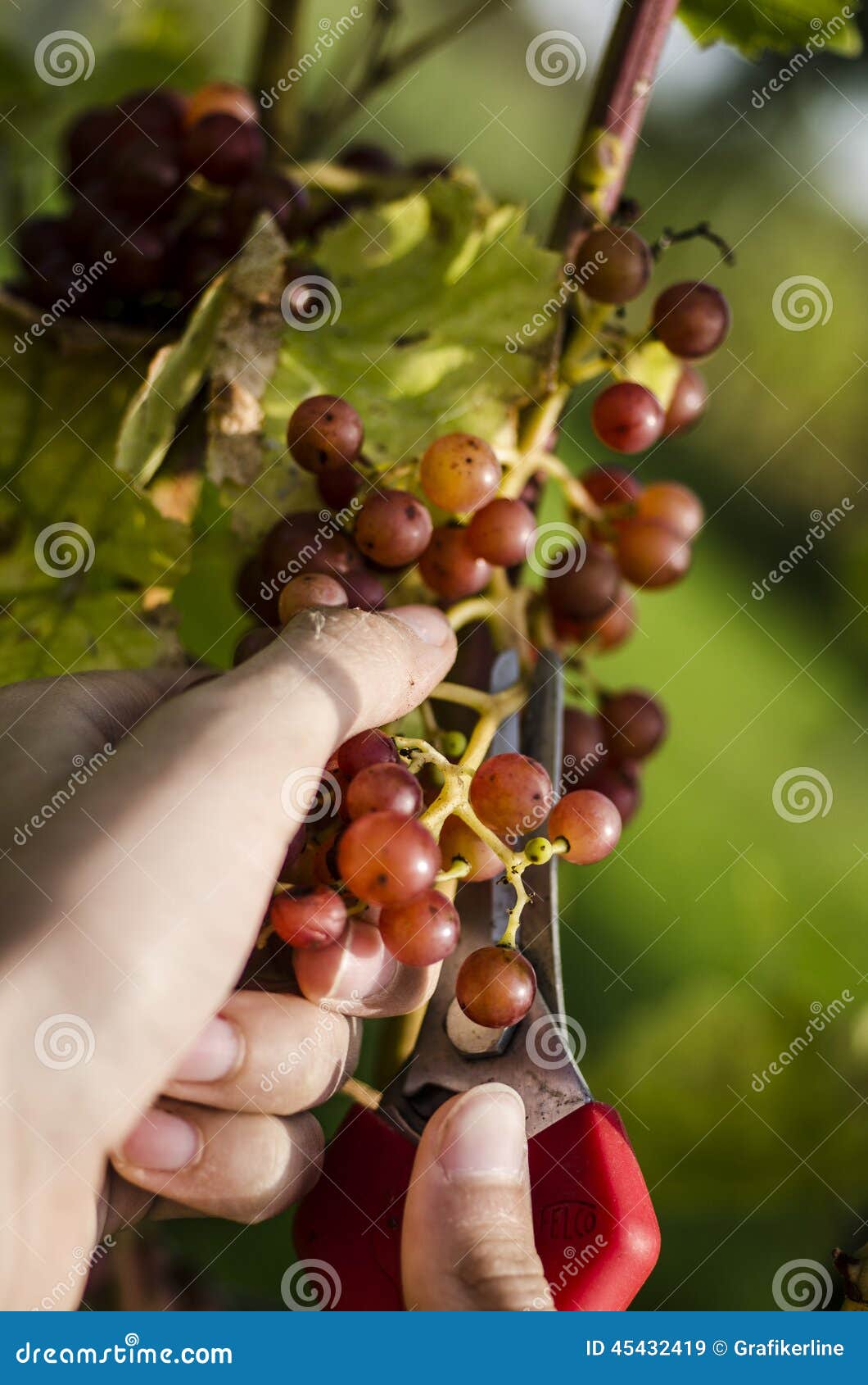 Grapevine in autumn stock image. Image of plant, industry - 45432419