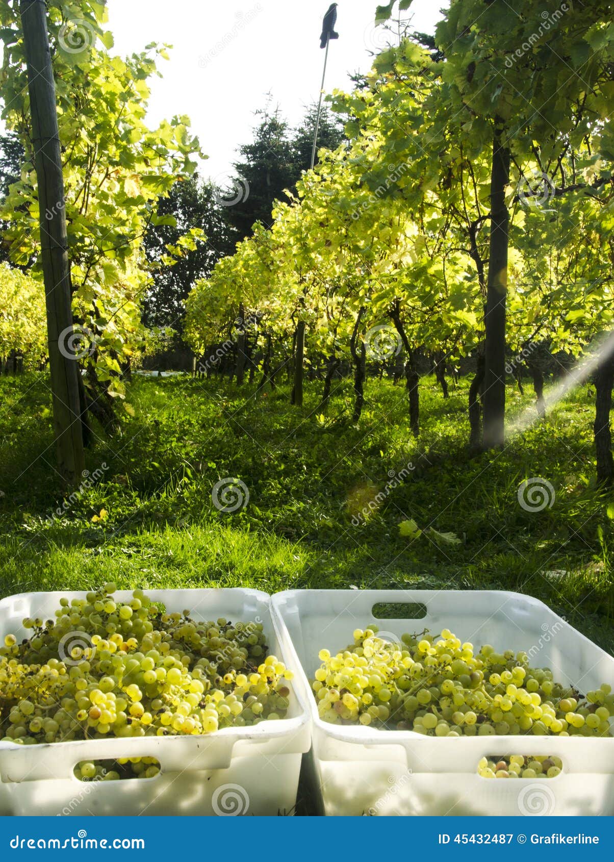Grapevine in autumn stock image. Image of tracto, leaf - 45432487