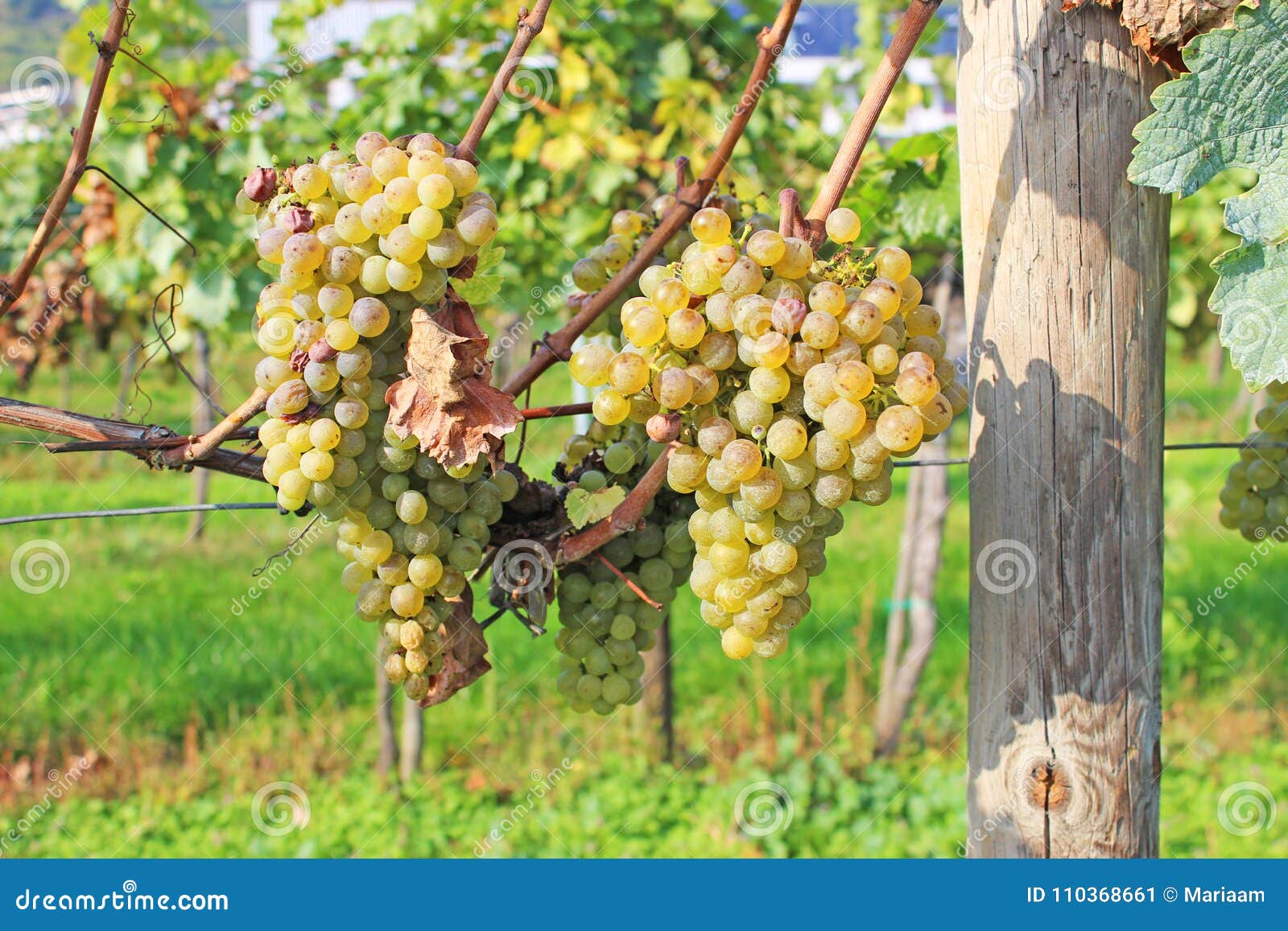 Grapevine in autumn stock image. Image of farm, farmer - 110368661