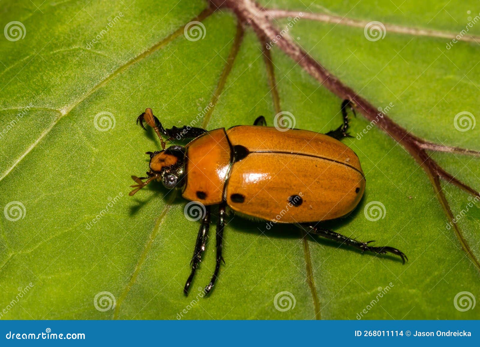 Grapevine Beetle - Pelidnota Punctata Stock Photo - Image of nature ...