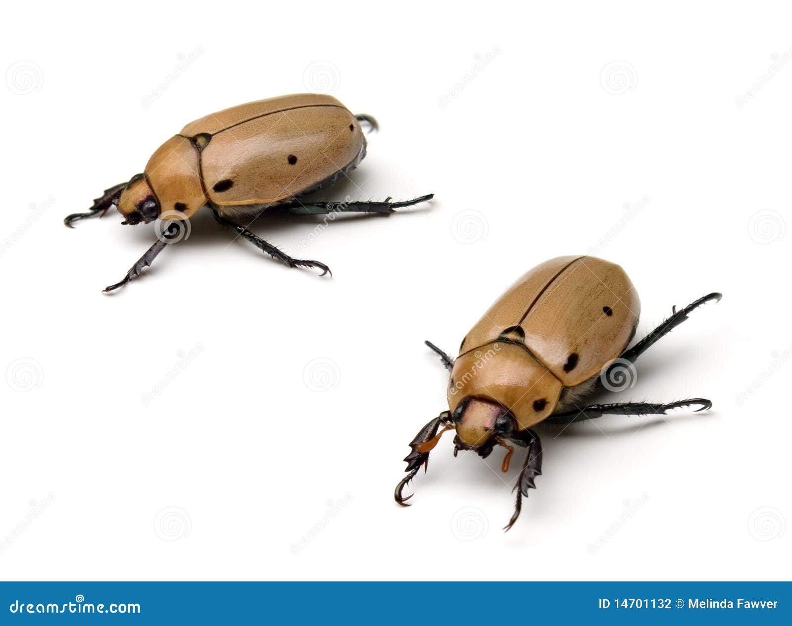 Grapevine Beetles Pelidnota Punctata Attempting To Mate On The ...
