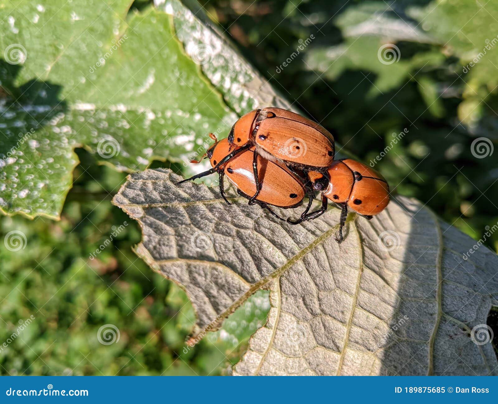 Grapevine Beetles Pelidnota Punctata Attempting To Mate on the ...