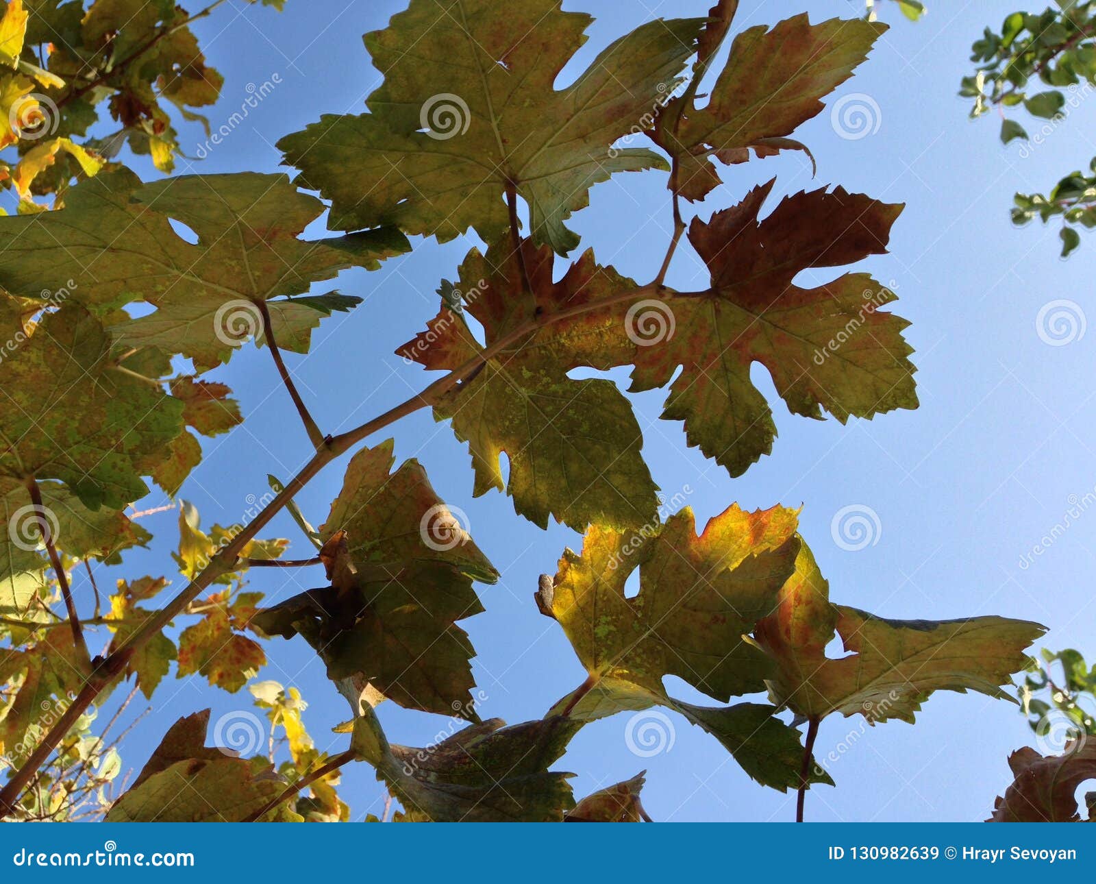 Grapevine at the Beginning of Autumn. Stock Image - Image of garden ...