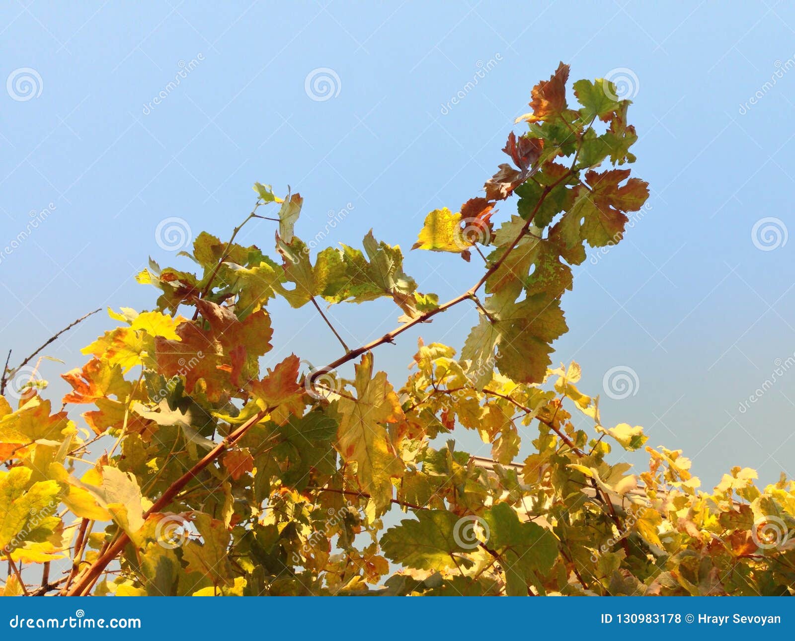 Grapevine at the Beginning of Autumn. Stock Photo - Image of tree ...