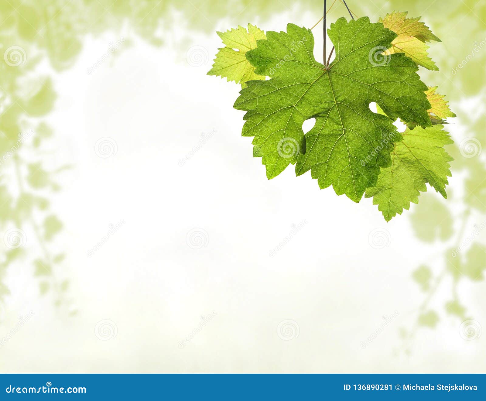 Grapevine Border with Detail of Leaves and Blurred Background of Vine ...