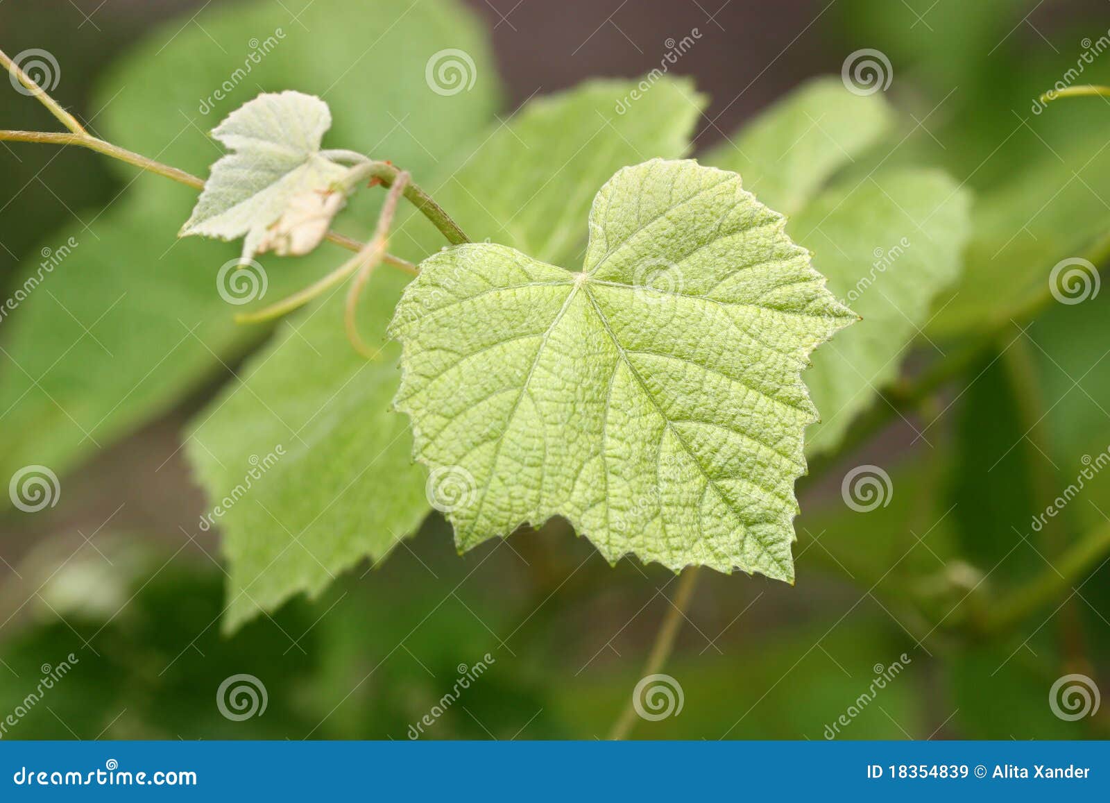 Grapevine Branch stock image. Image of foliage, fresh - 18354839