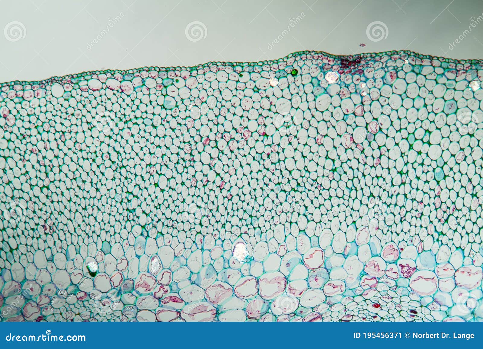 Grapevine with Branch in Cross Section Stock Image - Image of water ...