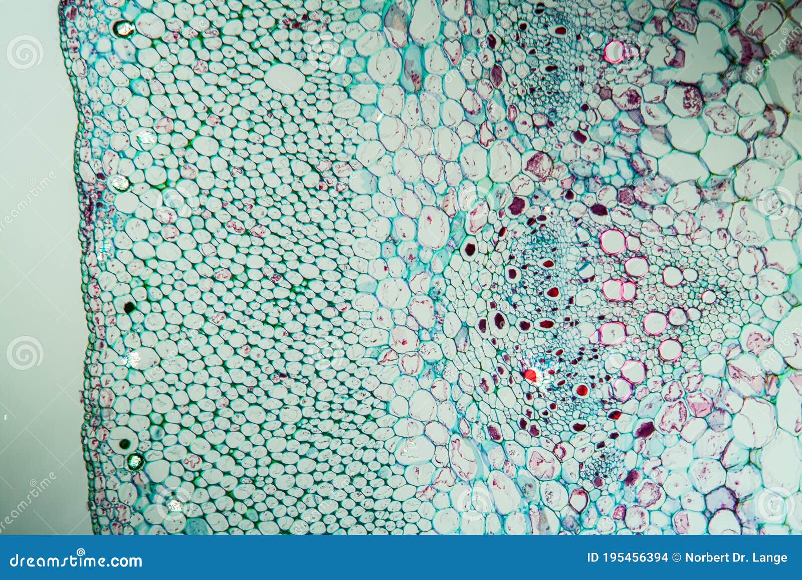 Grapevine with Branch in Cross Section Stock Photo - Image of aqueduct ...