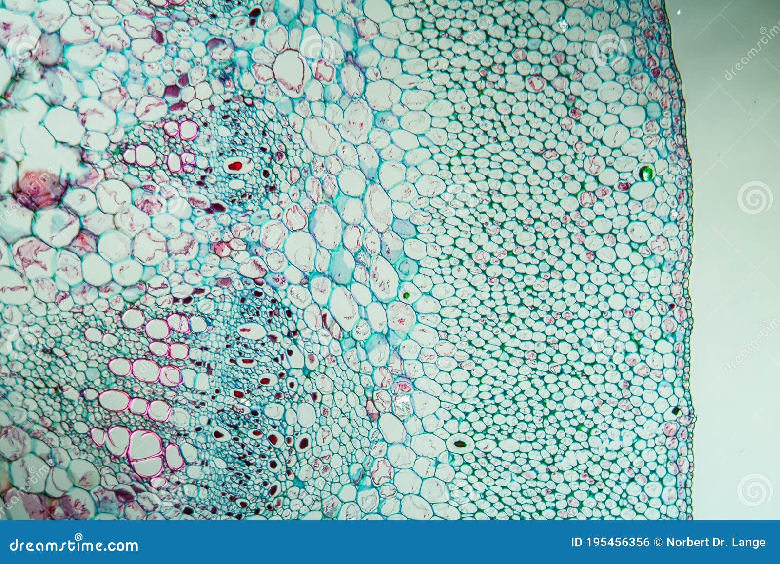 Grapevine with Branch in Cross Section Stock Photo - Image of cell ...