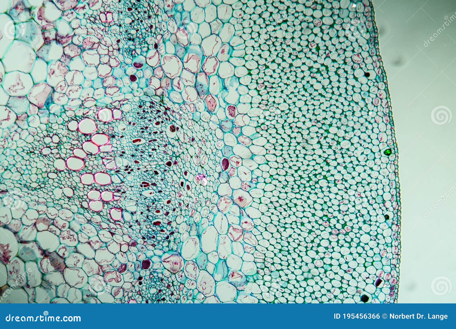 Grapevine with Branch in Cross Section Stock Photo - Image of branch ...