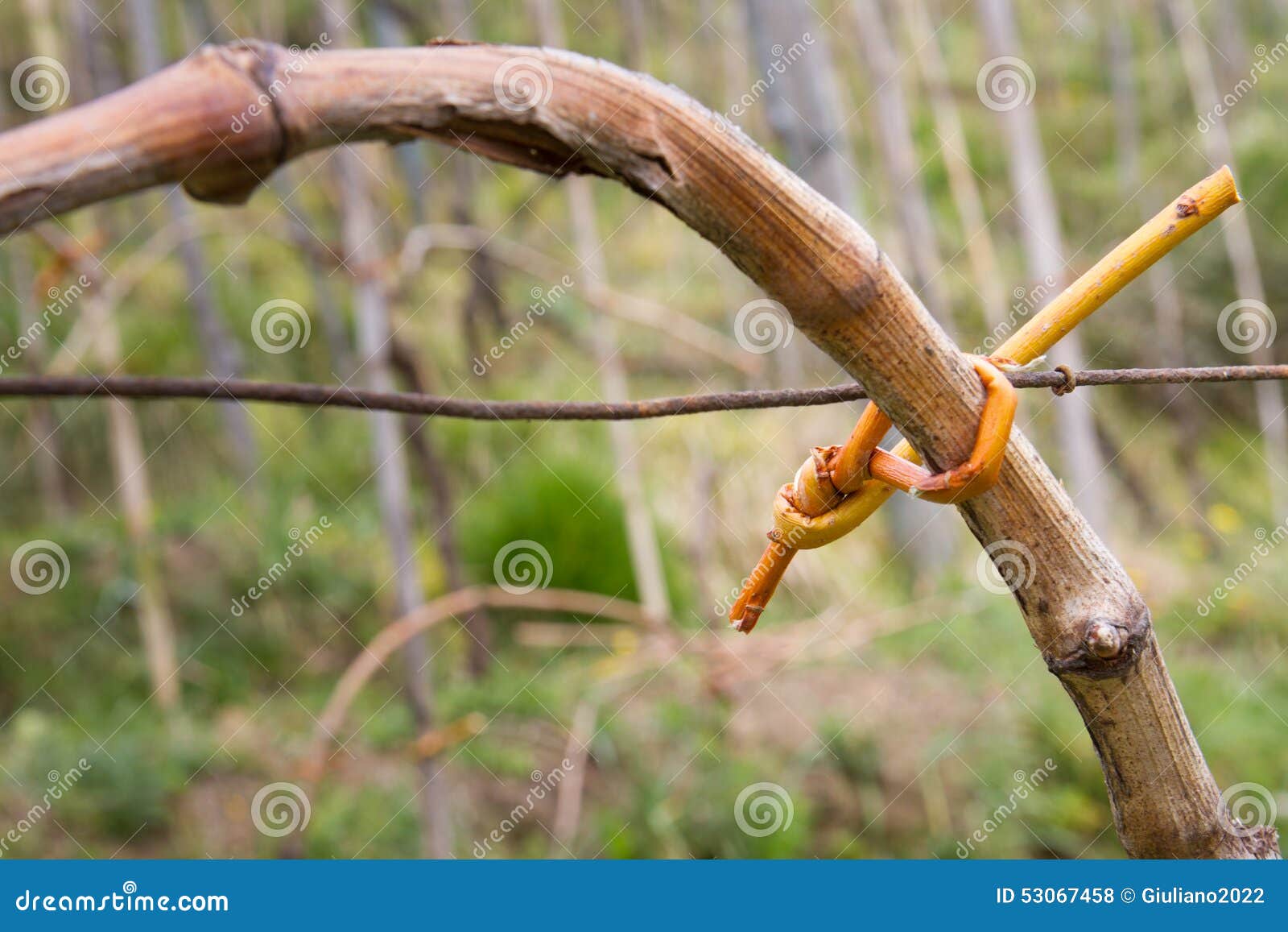 Grapevine branch tied stock photo. Image of willow, knot - 53067458