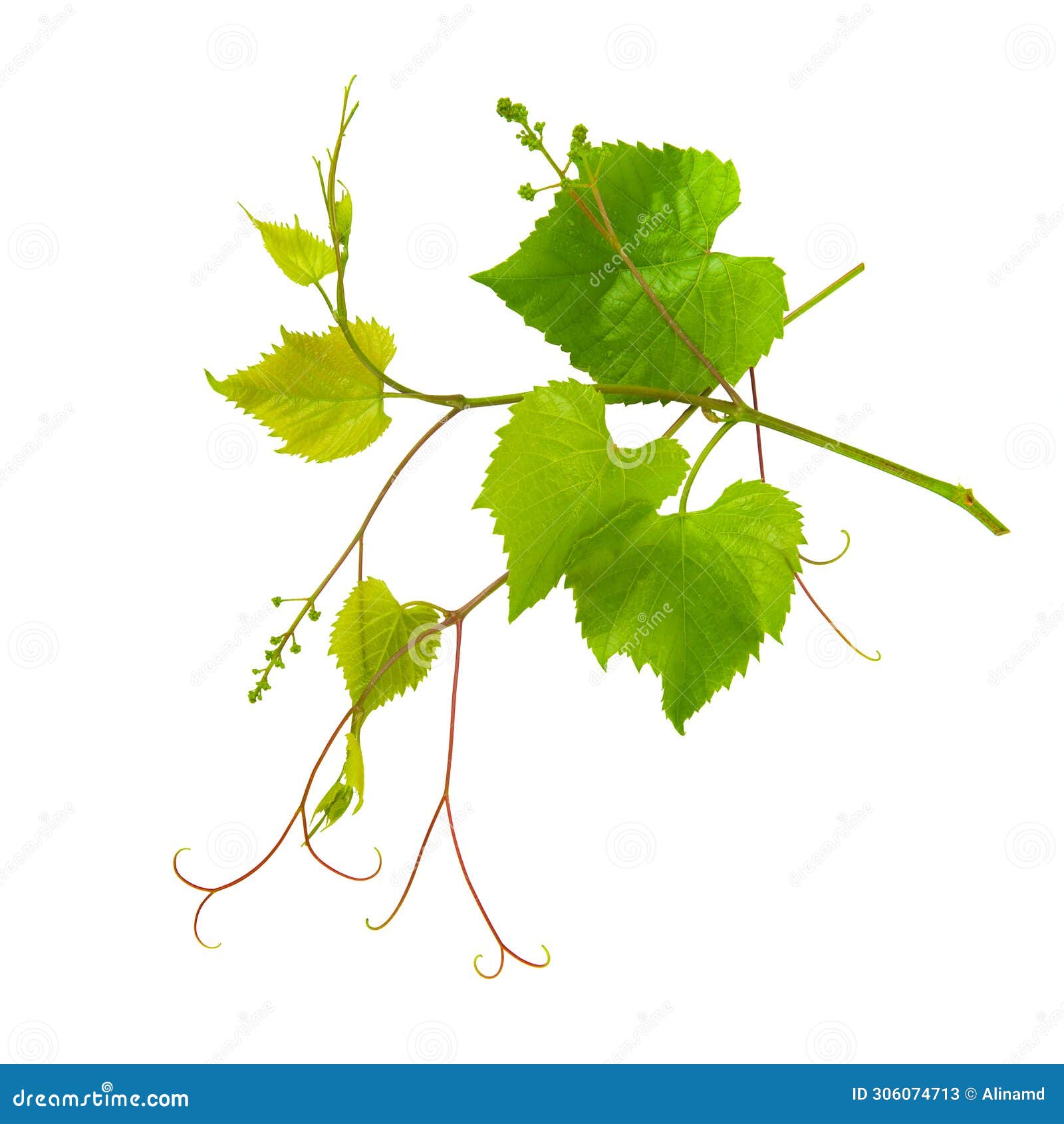 Grapevine with Bright Green Leaves Isolated on White Stock Image ...
