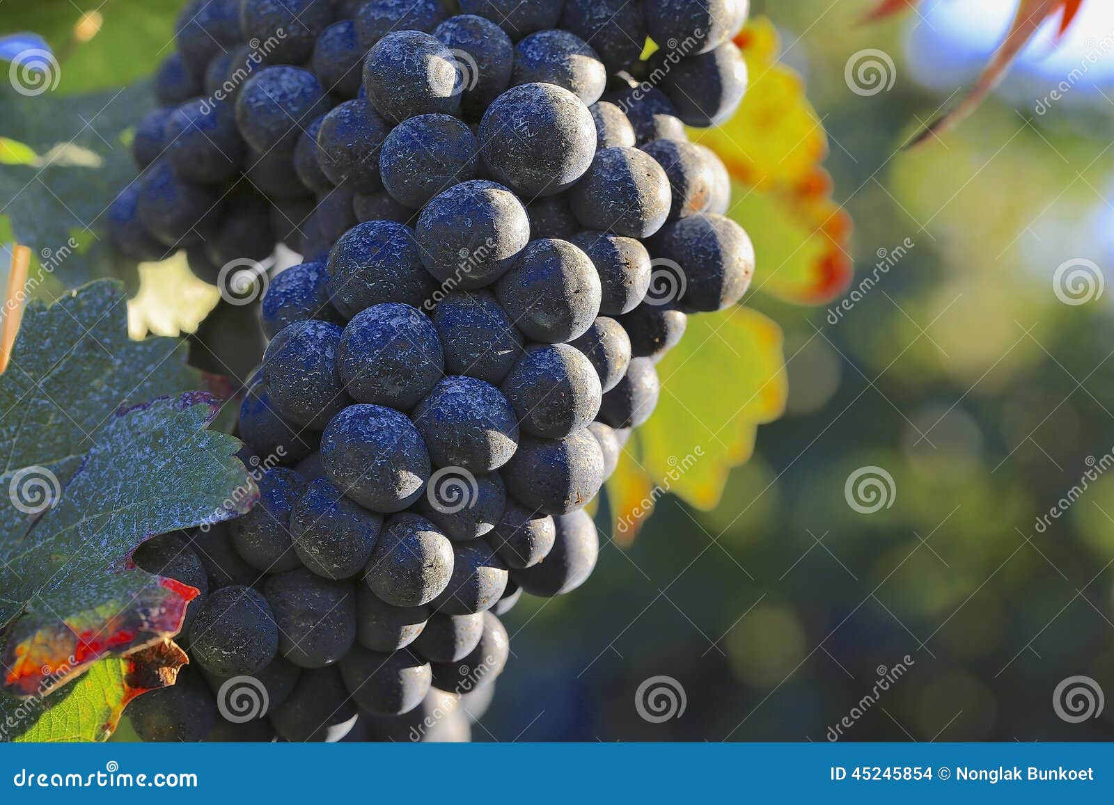 Grapevine stock photo. Image of bunch, region, grapevine - 45245854